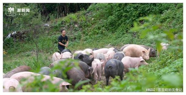 放养猪视频图标