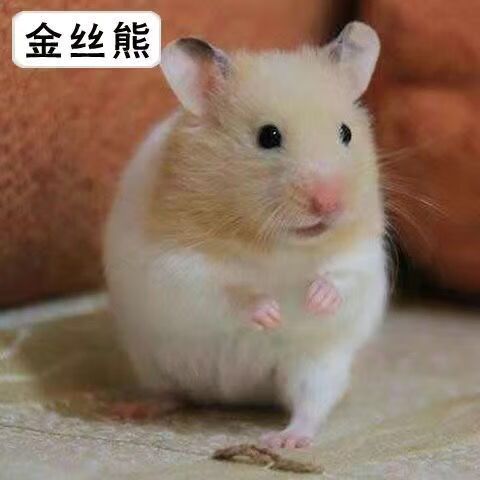 仓鼠活几年截图