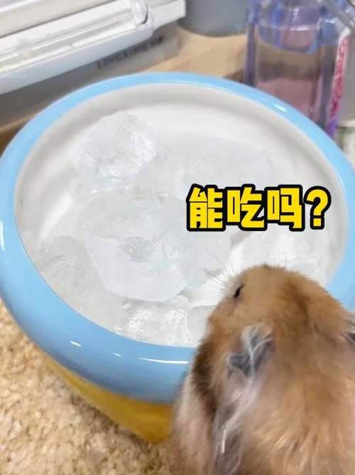 仓鼠低于多少度会死图标