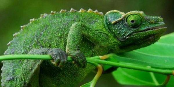 Chameleon极速变色龙图标