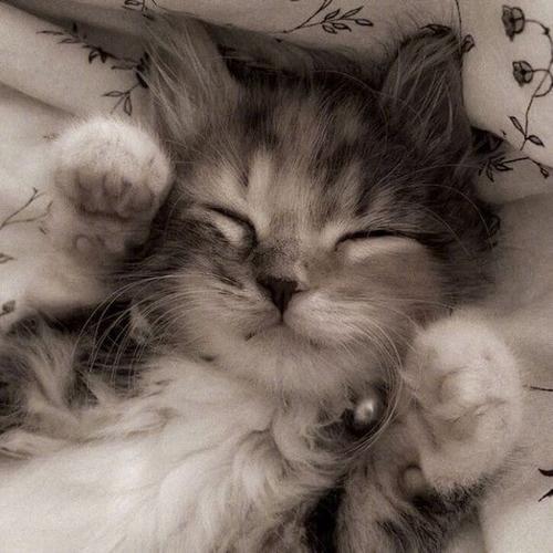 萌猫头像图标