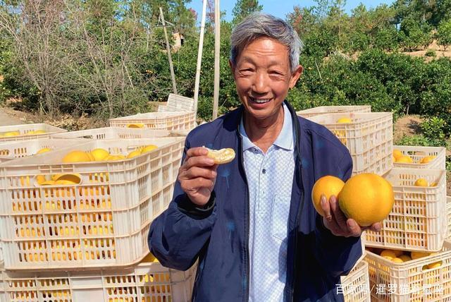 农民伯伯在果园里做什么图标