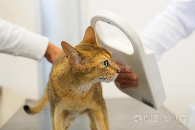医学中的CAT图标