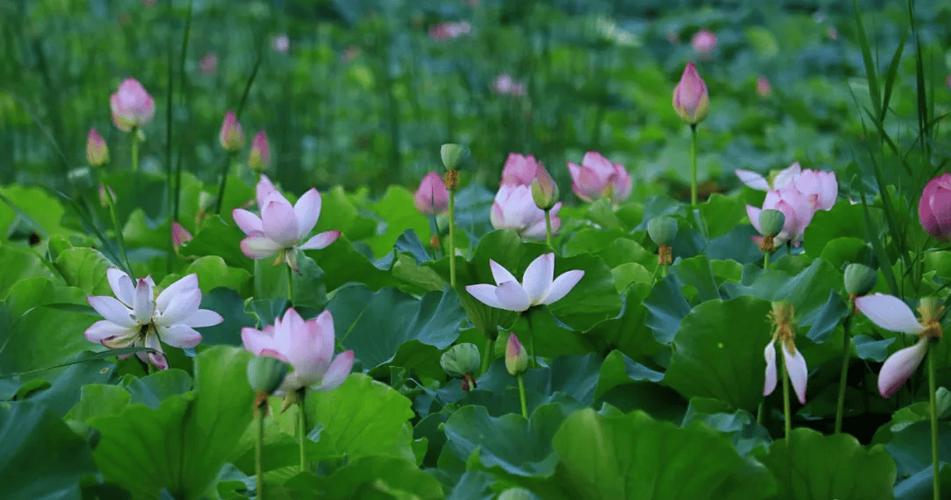 追夏by阿司匹林图标