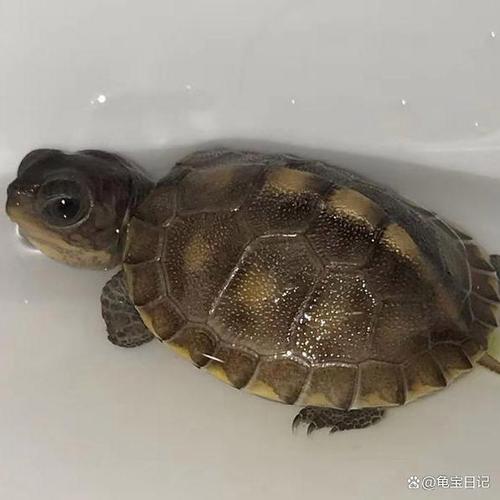 乌龟壳烂了乌龟会死吗图标