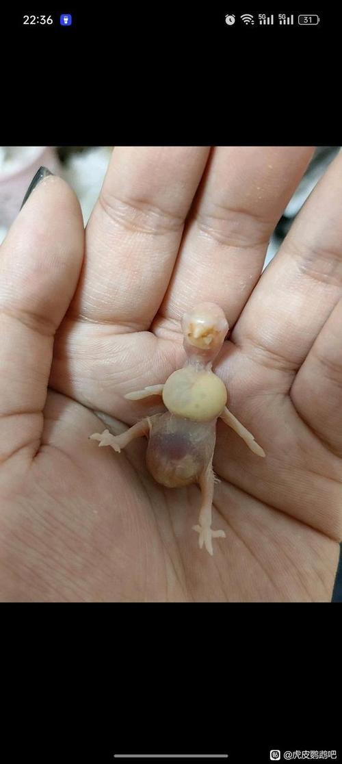 母鸟不会喂刚出生的小鹦鹉截图