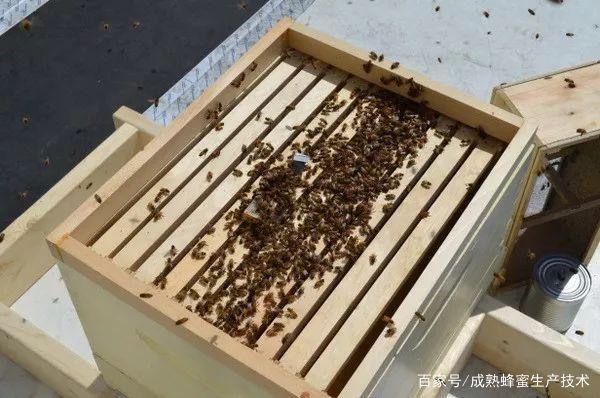 买回蜜蜂笼蜂过箱视频图标