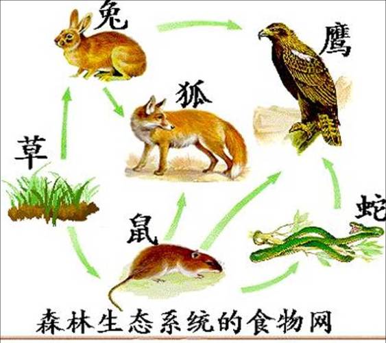 食物链中兔蛇鹰是什么关系啊截图