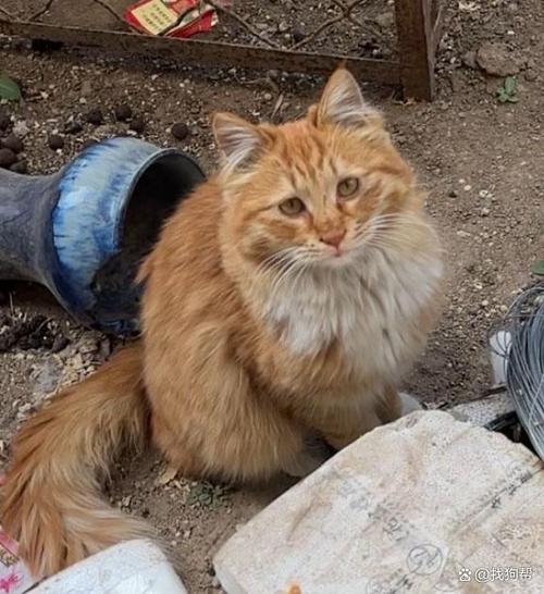 长毛橘猫属于什么档次截图