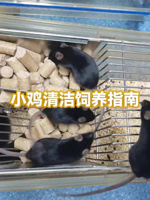 小鸡饲养方法图标