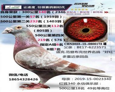 中信网在线拍鸽图标