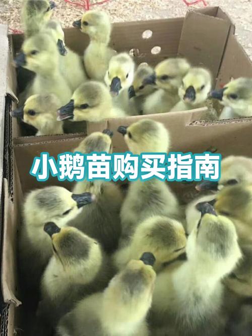 小鹅苗价格图标