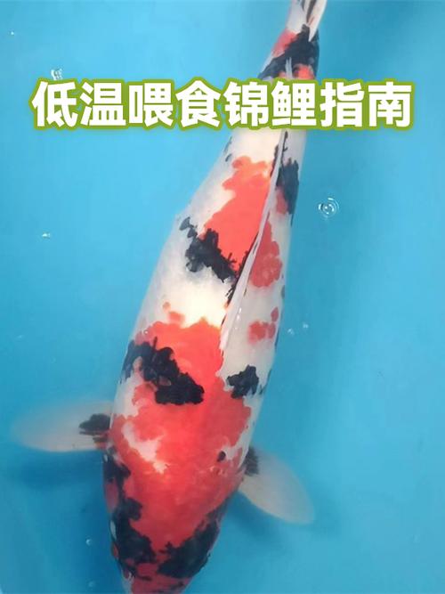 锦鲤可以长期喂益生菌吗截图