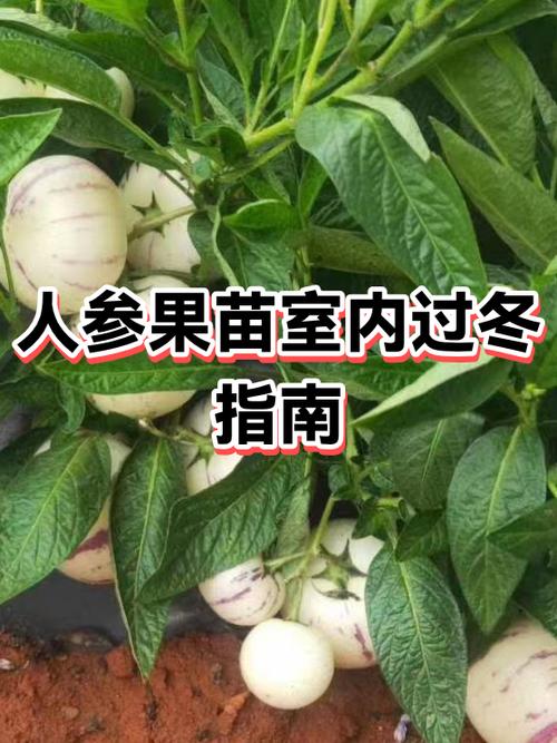 人参果加热的正确方法图标