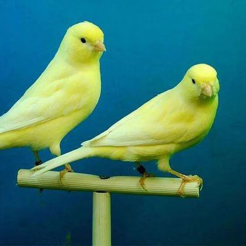 小鸟壁纸广告怎么关闭截图