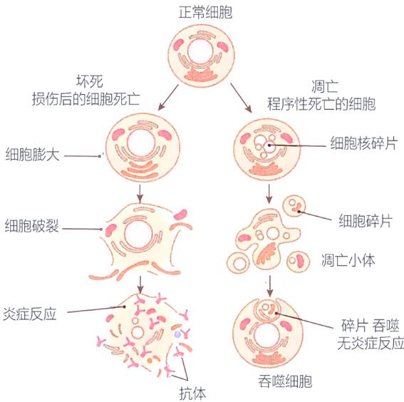 细胞凋亡的治疗方法图标