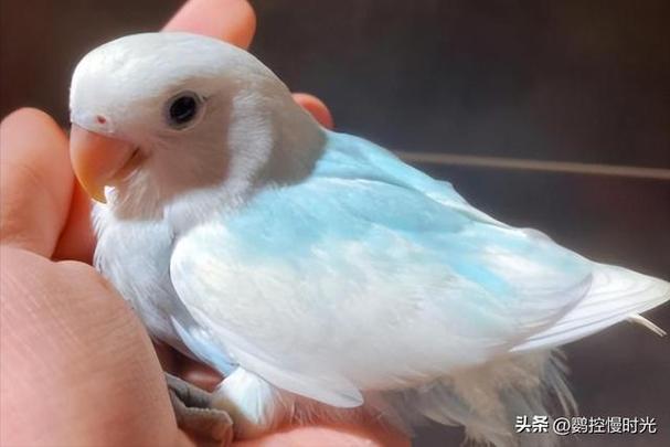光照对鹦鹉的影响截图