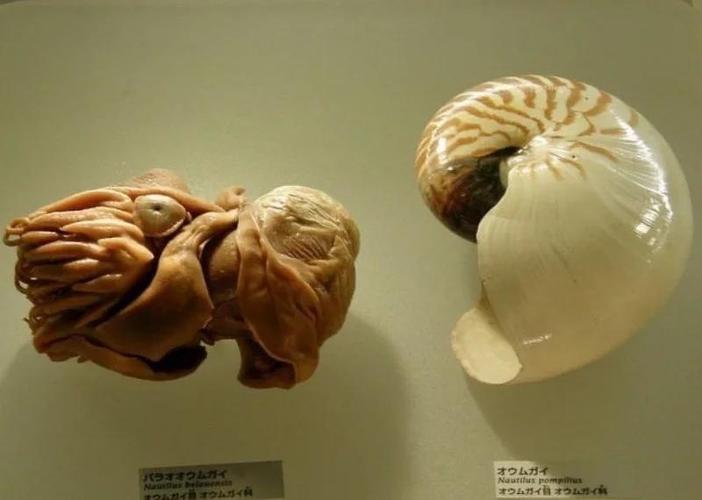 鹦鹉螺图标