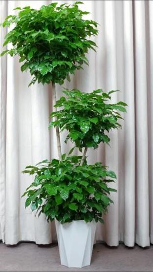 植物绿宝图标