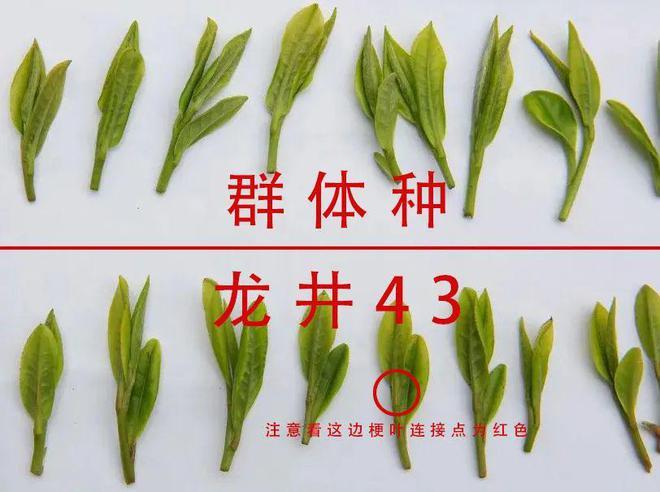 茶树栽深好还是浅栽好图标