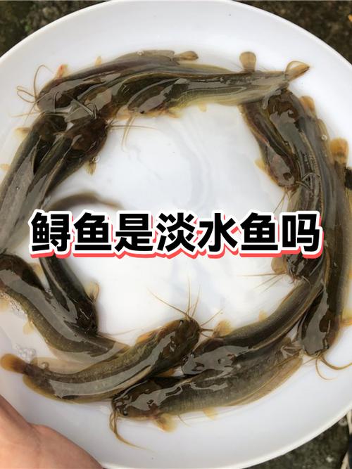 鲟鱼为啥叫癌症鱼呢图标
