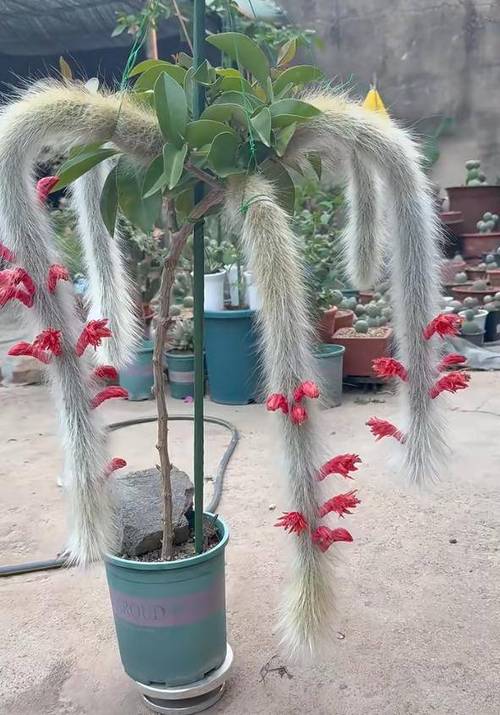 九尾狐花图标