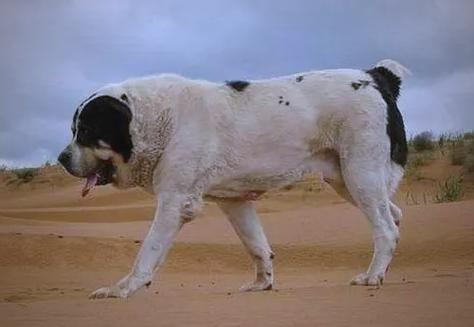 野狼做家犬在线阅读截图