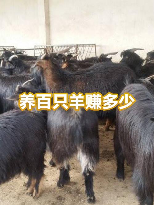 养羊100只投资需要多少钱图标