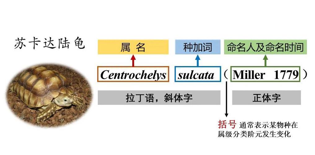 命名牌怎么给生物命名图标
