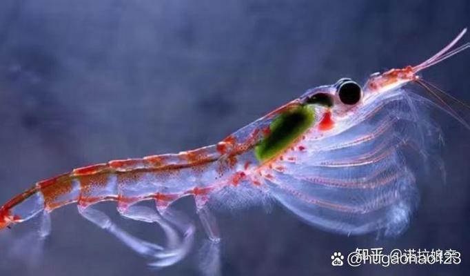 磷虾油怎么保存图标