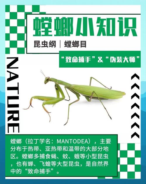 螳螂可以打什么位置