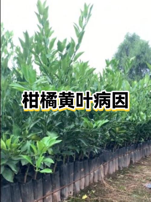 桔子树黄叶落叶是什么原因图标