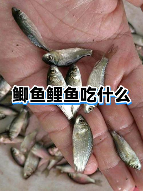 鲤鱼吃什么长得快图标