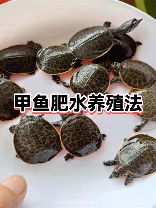 甲鱼为何不建议养呢图标