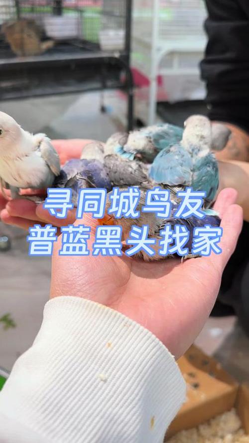 同城鸟交易平台图标