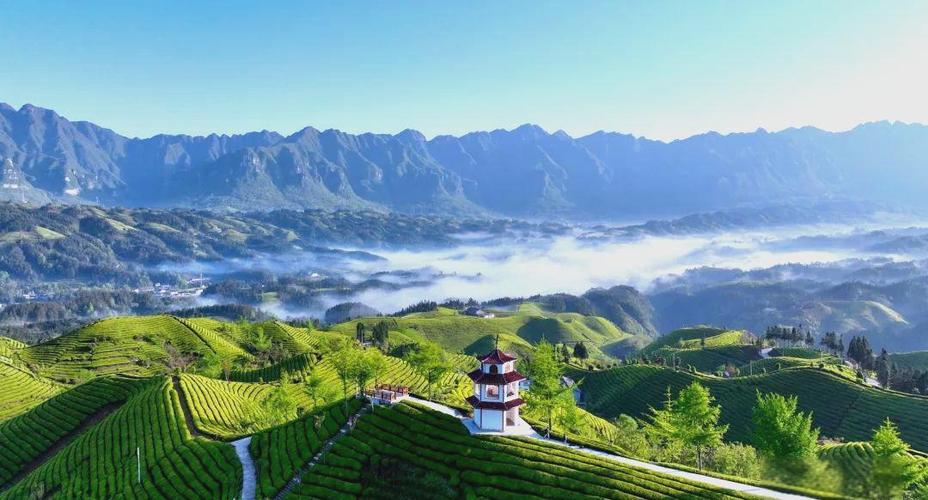 生态茶园的特点