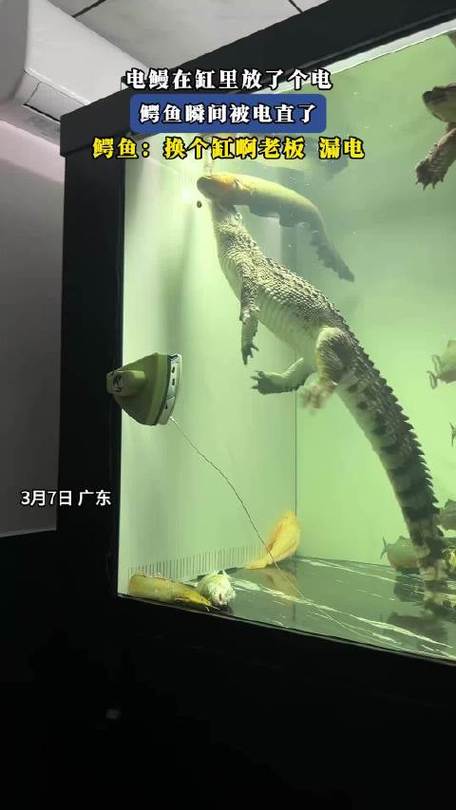 电鳗 鳄鱼图标