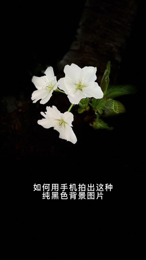11pro人像舞台光