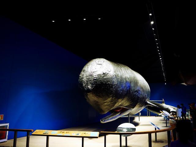 中国水族馆的历史图标
