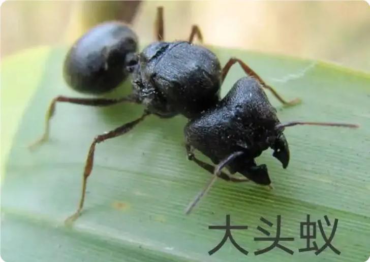 大头蚁婚飞时间图标