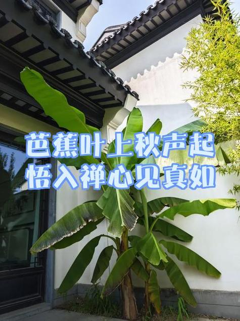 多事芭蕉阅读理解答案图标