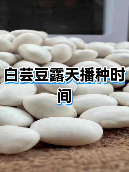 大白芸豆和小白芸豆有什么区别图标