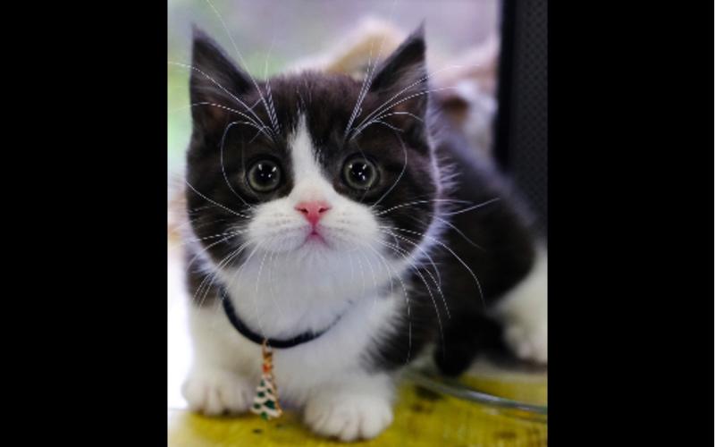 激萌猫咪桌面宠物免费版图标