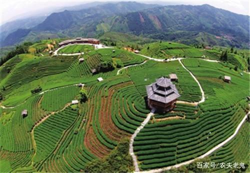 觅春茶叶图标