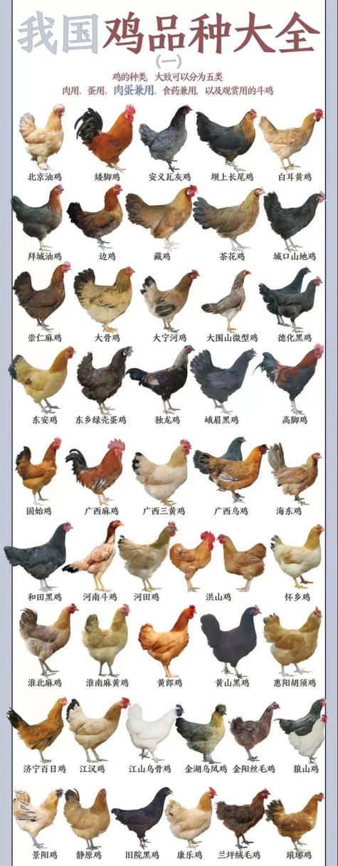鸡的品种排名前十名图标