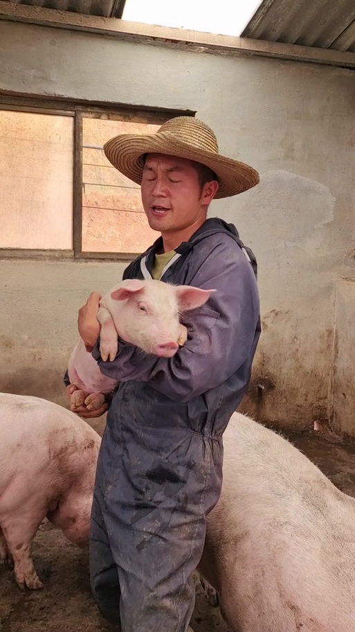养猪人表情包截图