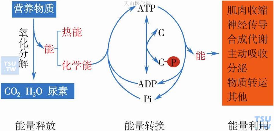 能量的储存和释放截图