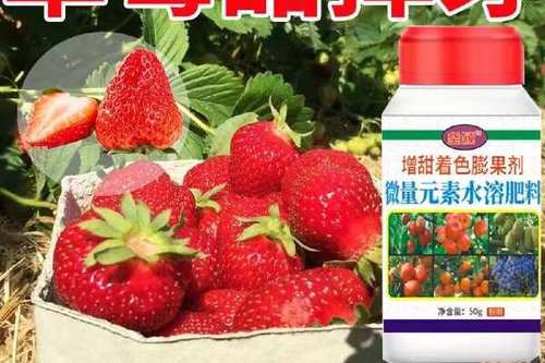 草莓打膨大剂图片截图