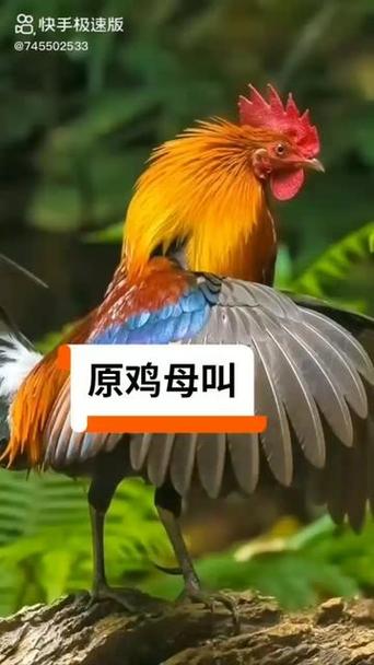 母鸡嘎嘎的叫声原图标