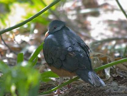 pigeon中文意思截图